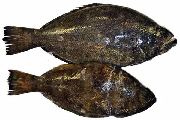 أنواع سمك البحر الأحمر بالصور - مقالات مفهرس